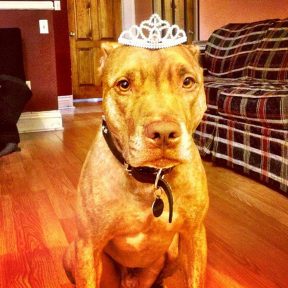 Dog Balances Random Objects On Head