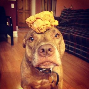 Dog Balances Random Objects On Head